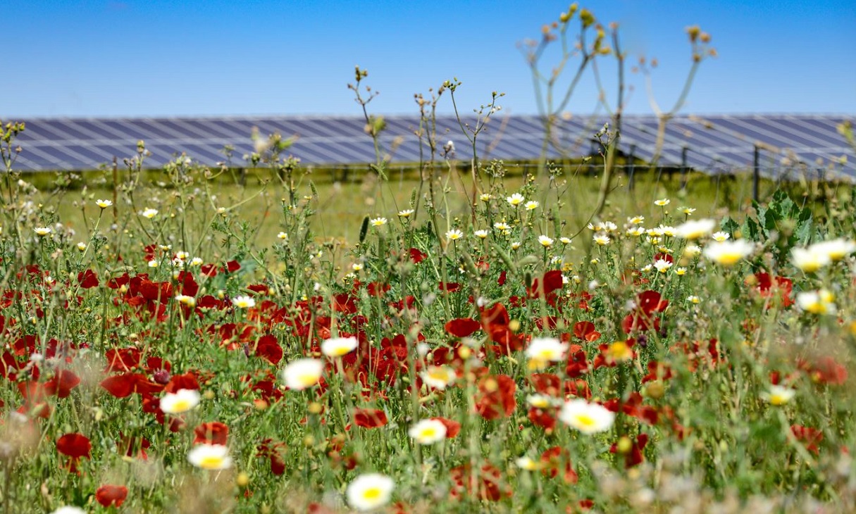 BayWa r.e. lauds 'innovative price mechanism' in latest solar virtual ...