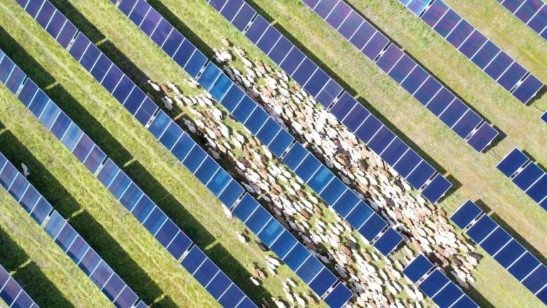 Silicon Ranch invests US$3 million in Swap Robotics - PV Tech